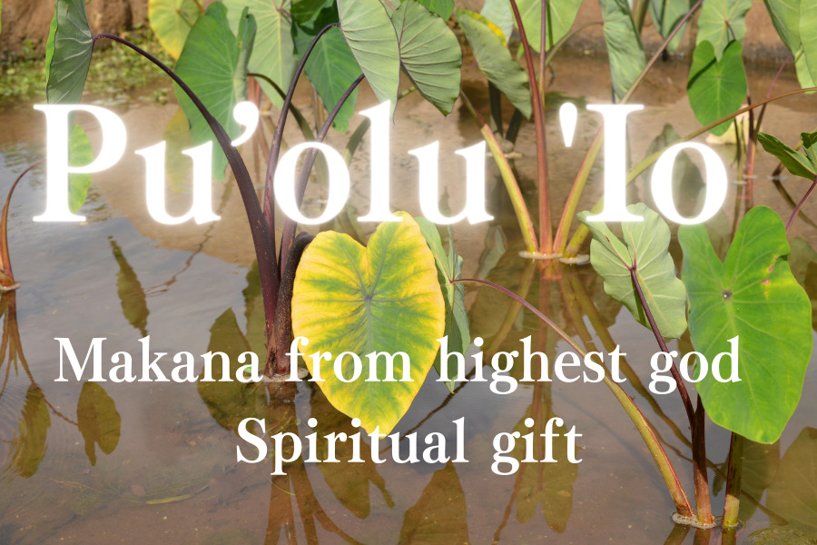 【フラカヒコ】A HILO AU